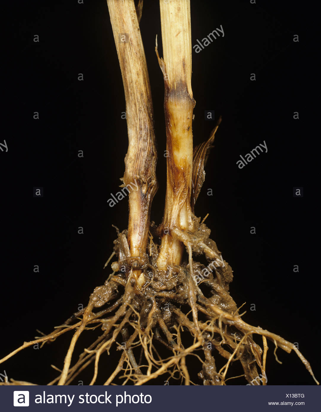 Graminearum High Resolution Stock Photography and Images - Alamy