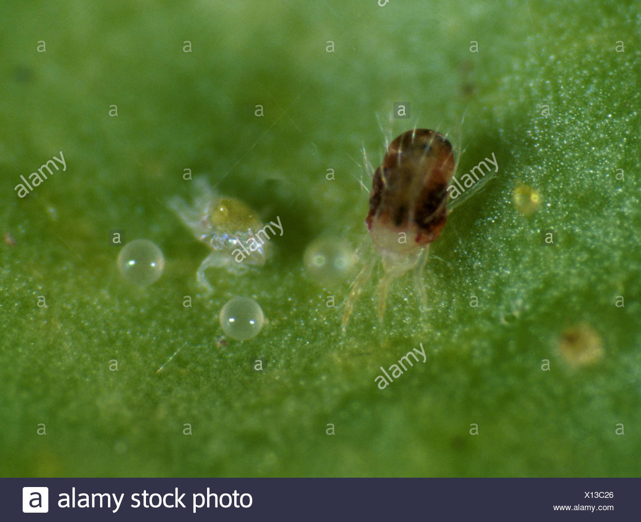 Red Spider Mite Fruit Tree High Resolution Stock Photography and Images ...
