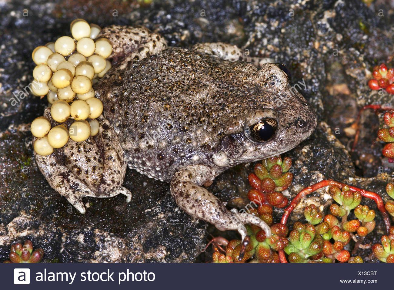 Toad Eggs Back High Resolution Stock Photography and Images - Alamy