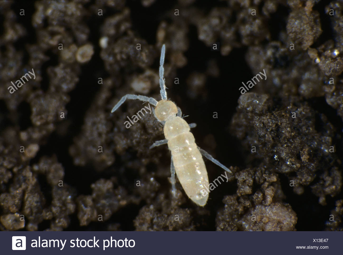Collembola Stock Photos & Collembola Stock Images - Alamy