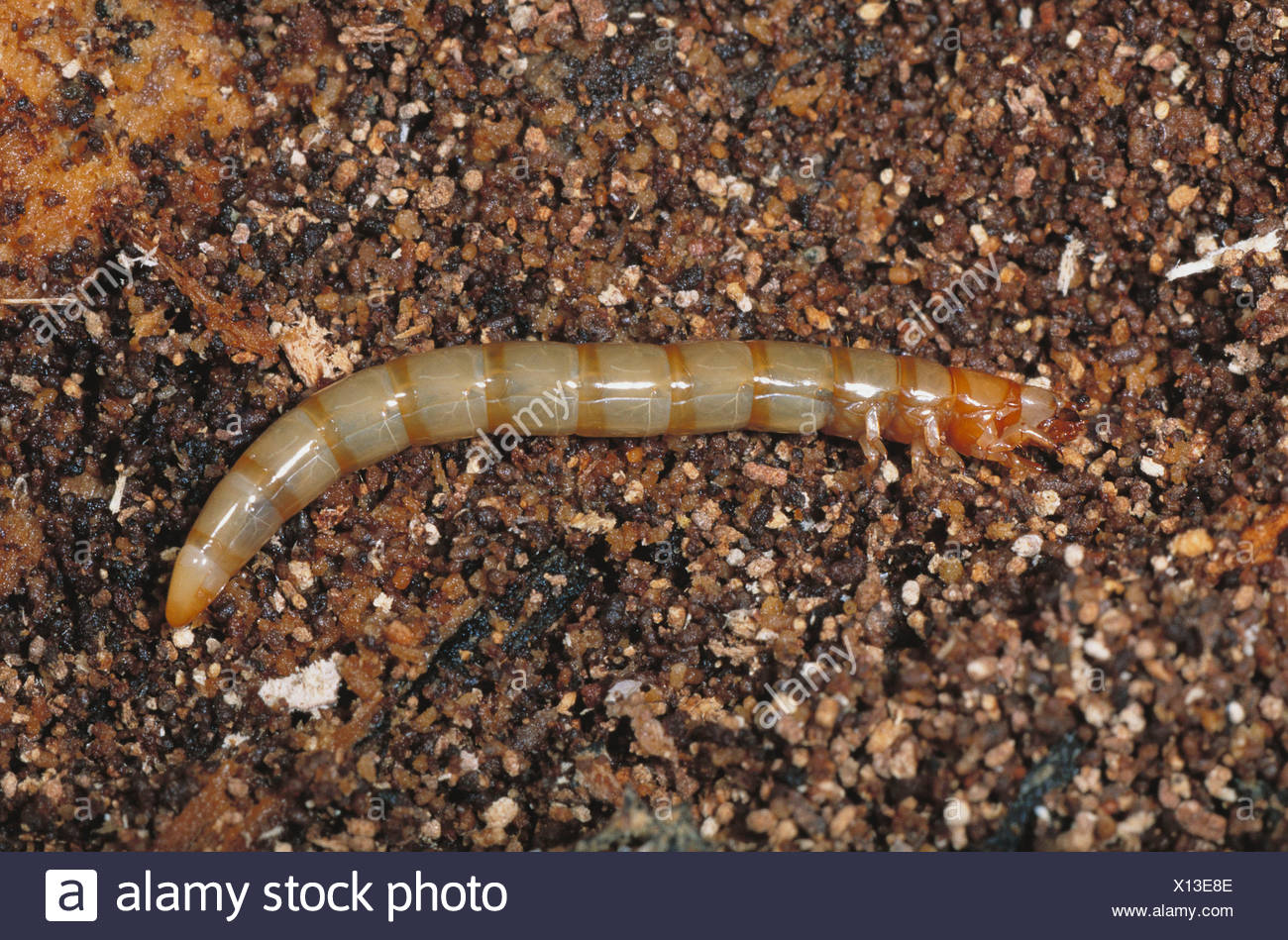 Elateridae Larvae