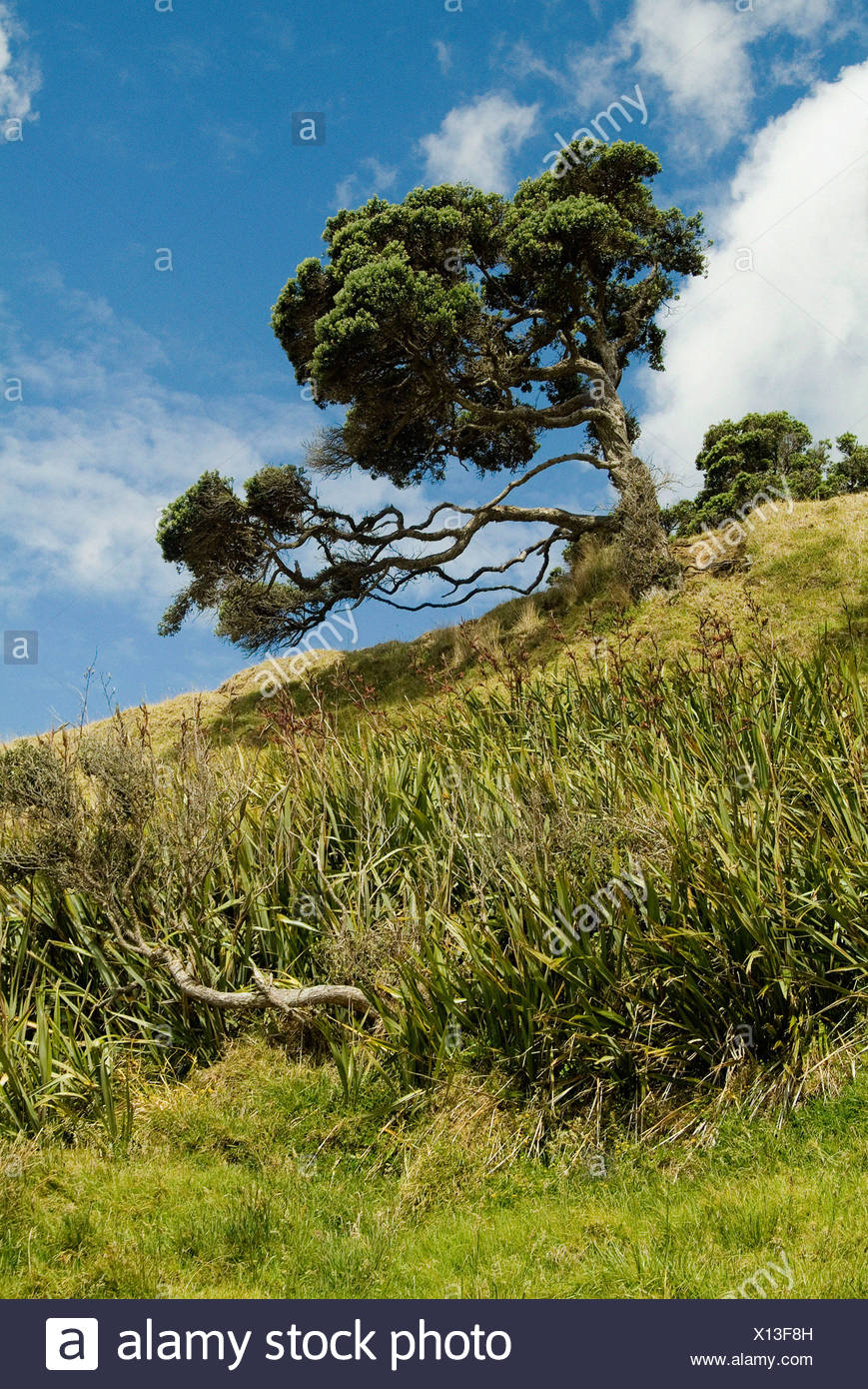 Rata Tree Stock Photos & Rata Tree Stock Images - Alamy