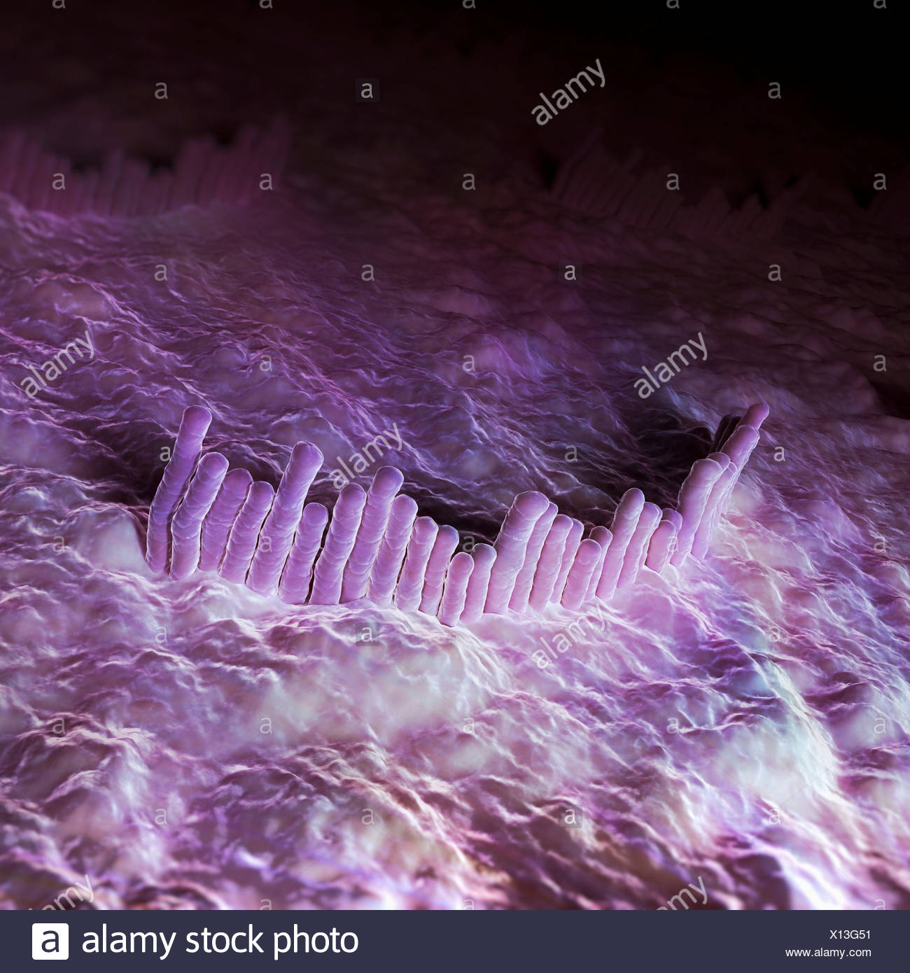 Inner Ear Hair Cells High Resolution Stock Photography and Images - Alamy