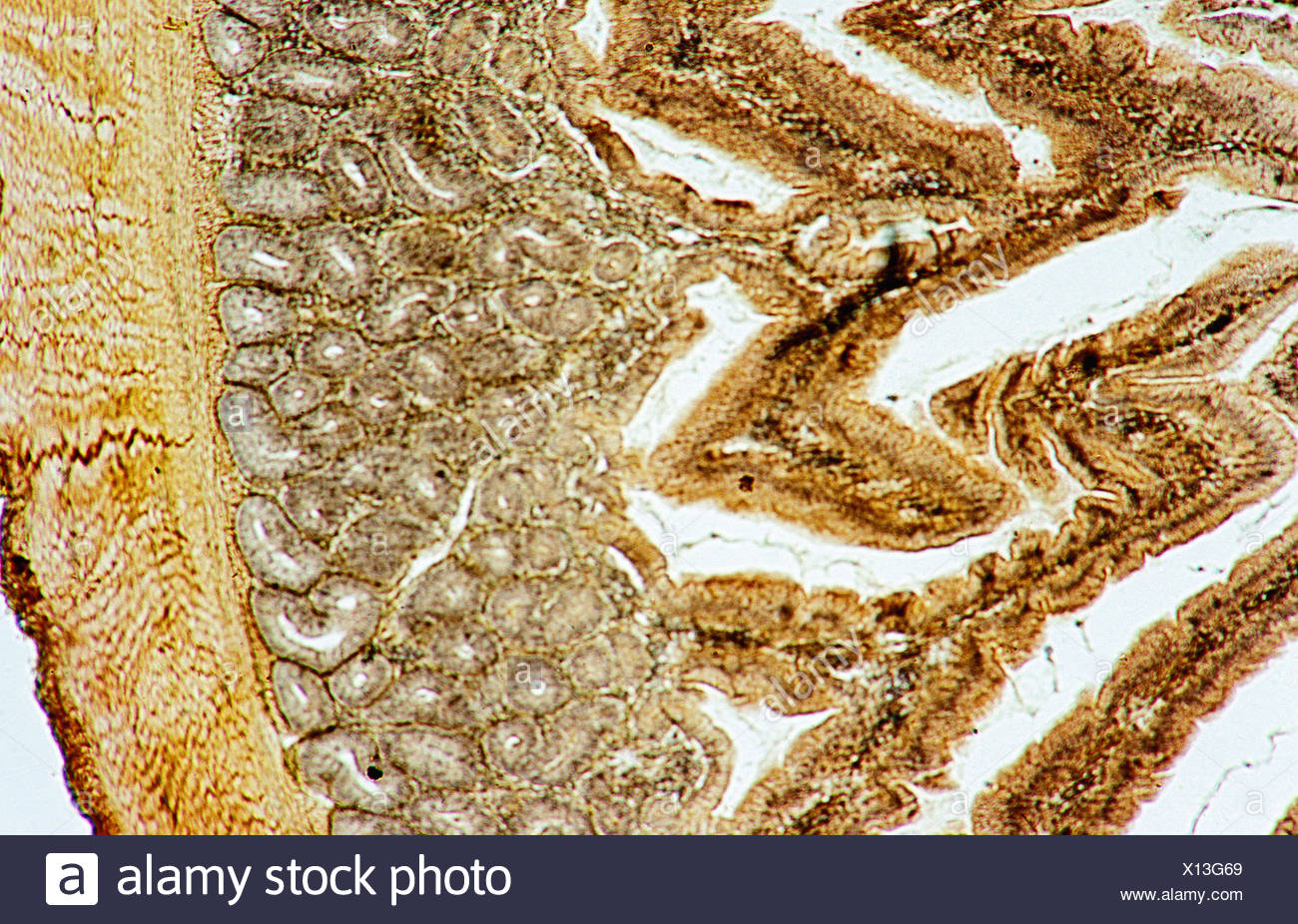 Digestive Enzymes High Resolution Stock Photography and Images - Alamy