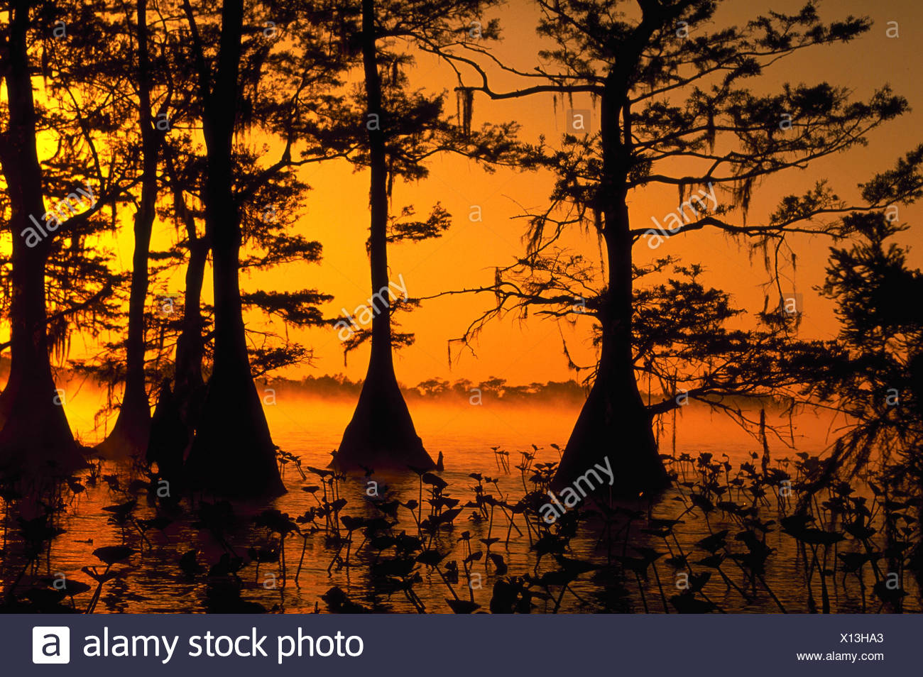 Cypress Trees Florida High Resolution Stock Photography and Images - Alamy
