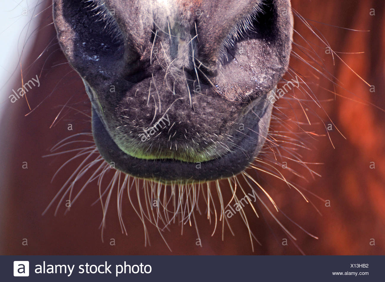 Vibrissae High Resolution Stock Photography and Images - Alamy