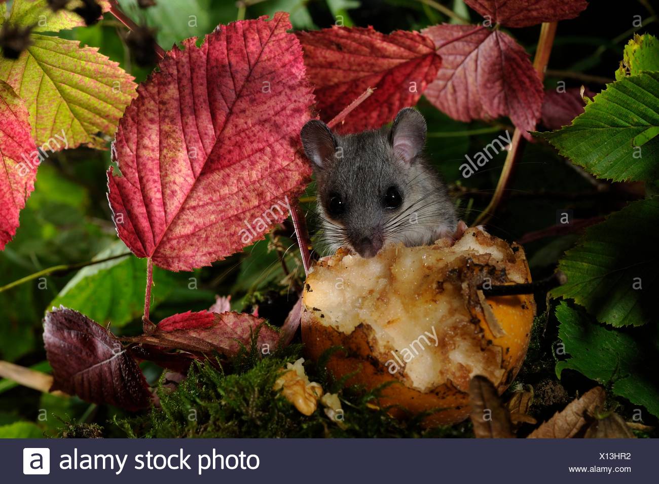 Dormouse Fruit High Resolution Stock Photography and Images - Alamy
