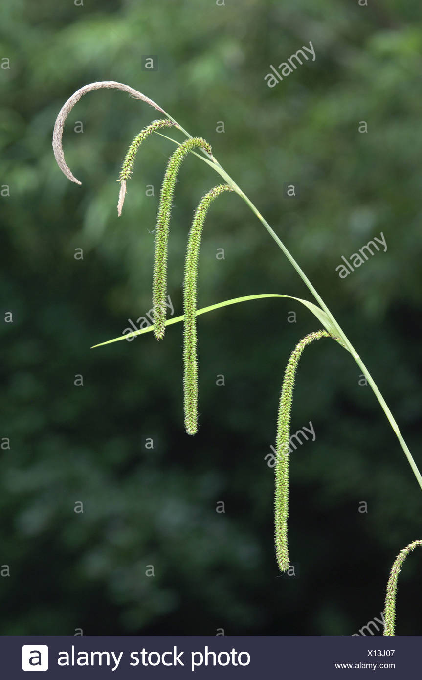 Pendulous Inflorescences High Resolution Stock Photography and Images ...