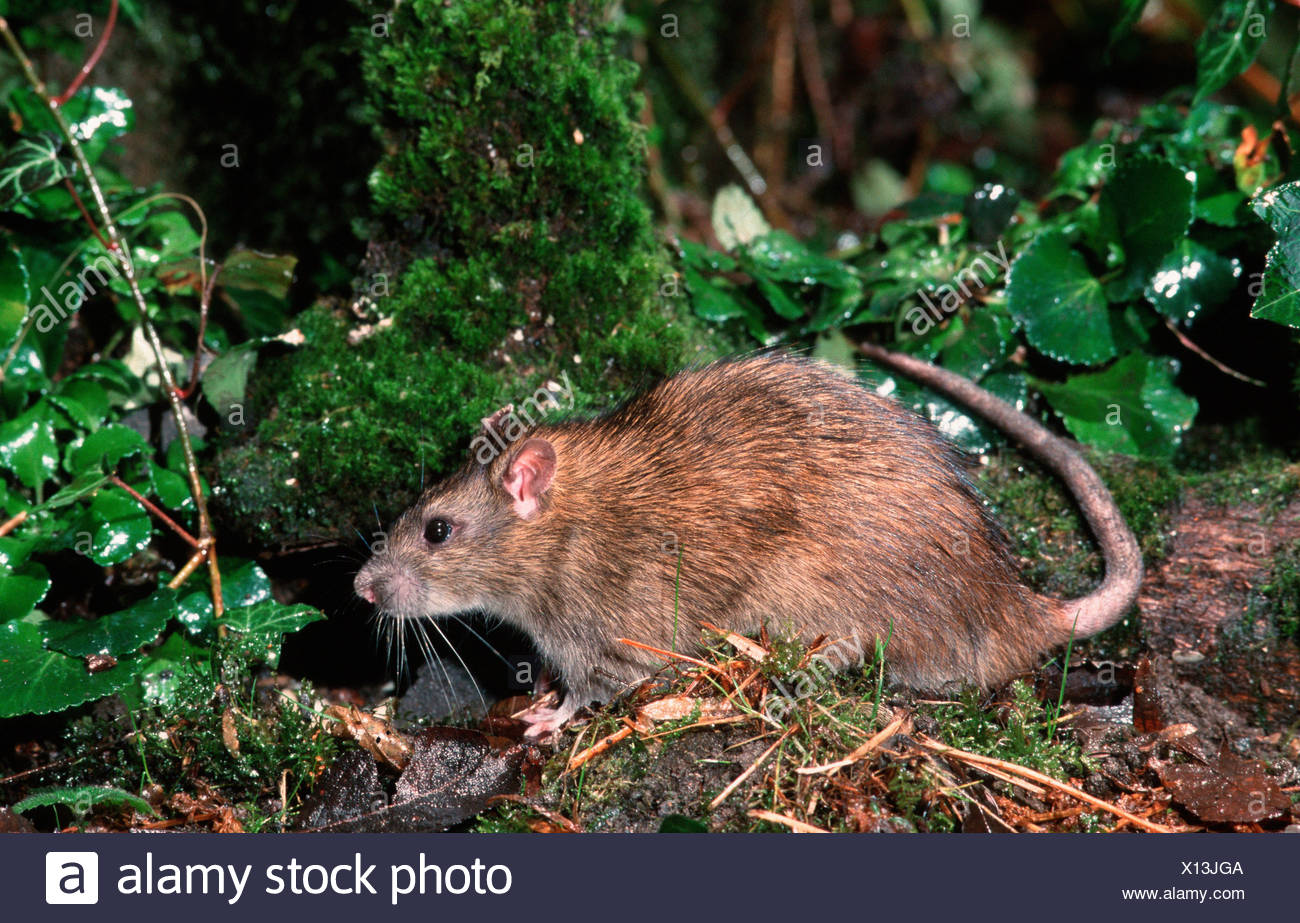 Wanderratte Stock Photos & Wanderratte Stock Images - Alamy