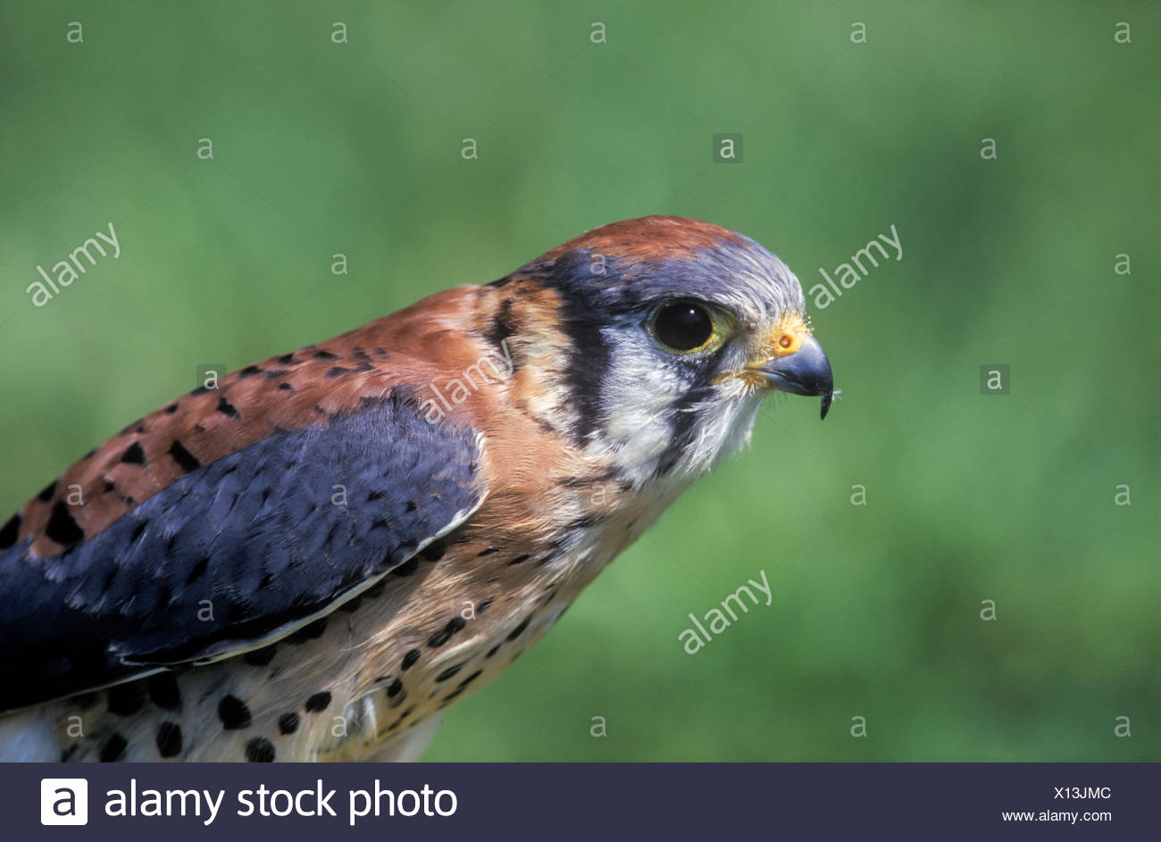 Raptor Centre High Resolution Stock Photography and Images - Alamy