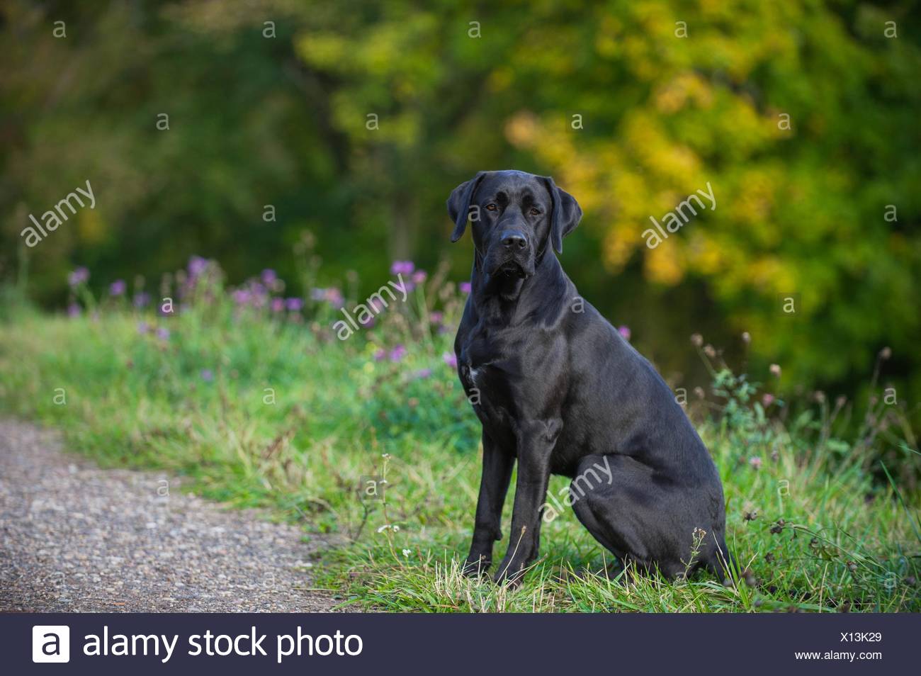 Broholmer High Resolution Stock Photography and Images - Alamy