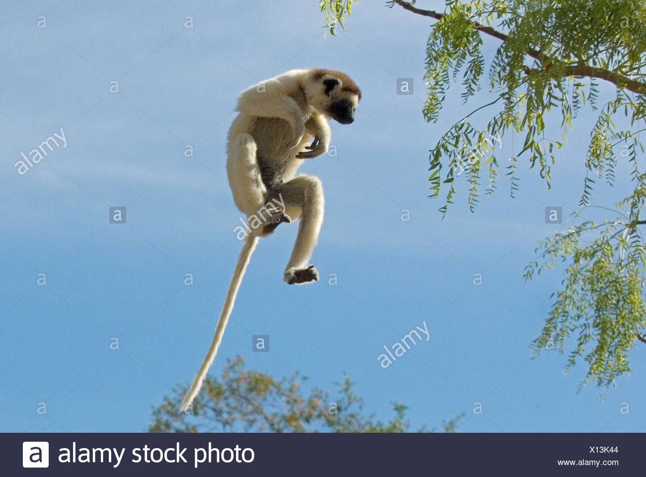 Lemurs Madagascar Jumping High Resolution Stock Photography and Images ...