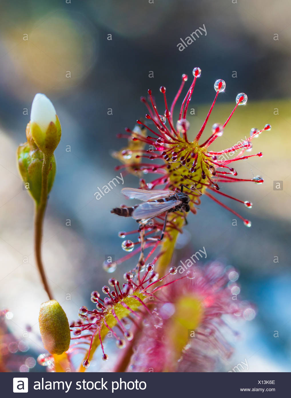 1 Drosera Rotundifolia High Resolution Stock Photography and Images - Alamy