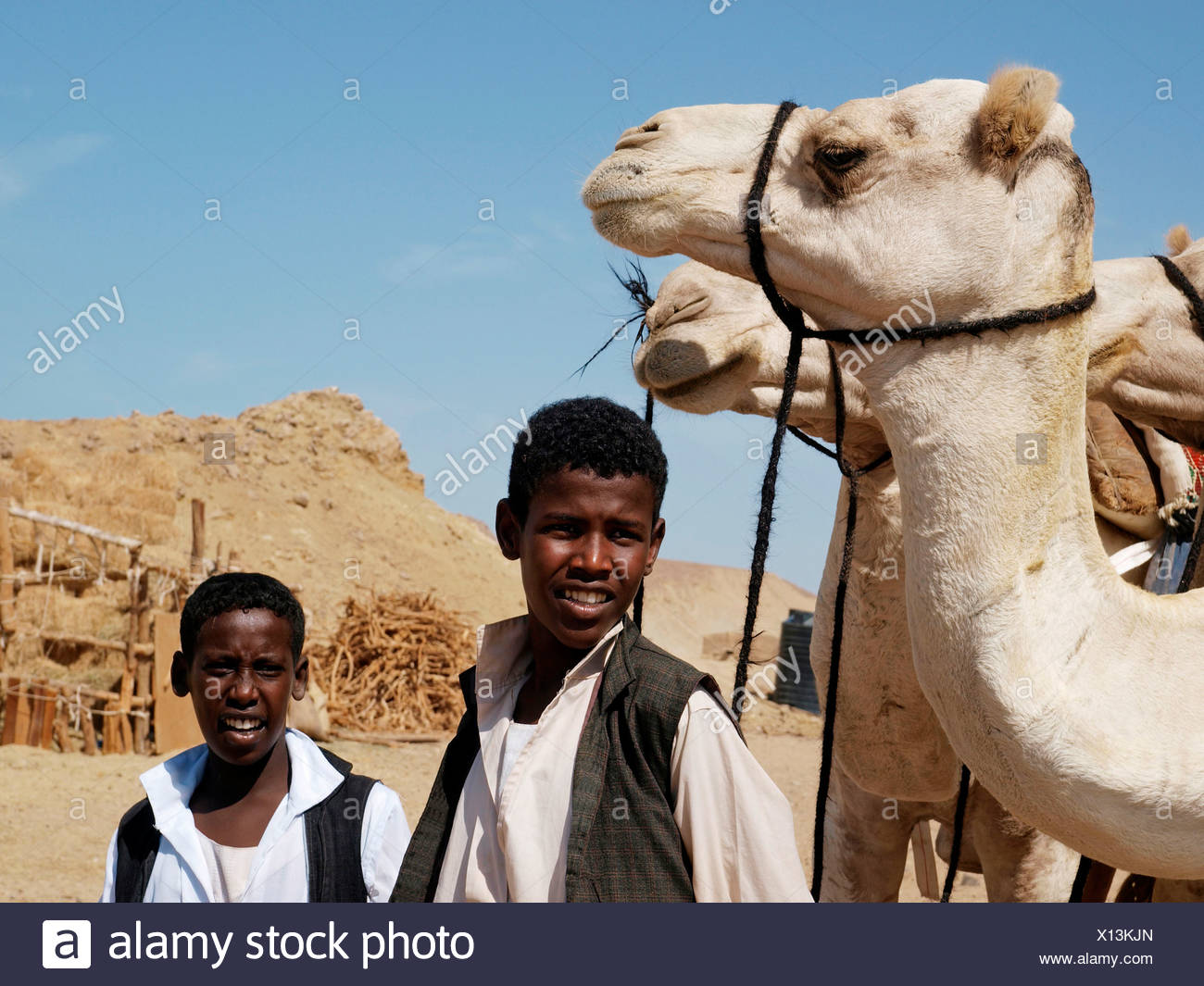 Teenager Animal Husbandry High Resolution Stock Photography and Images ...