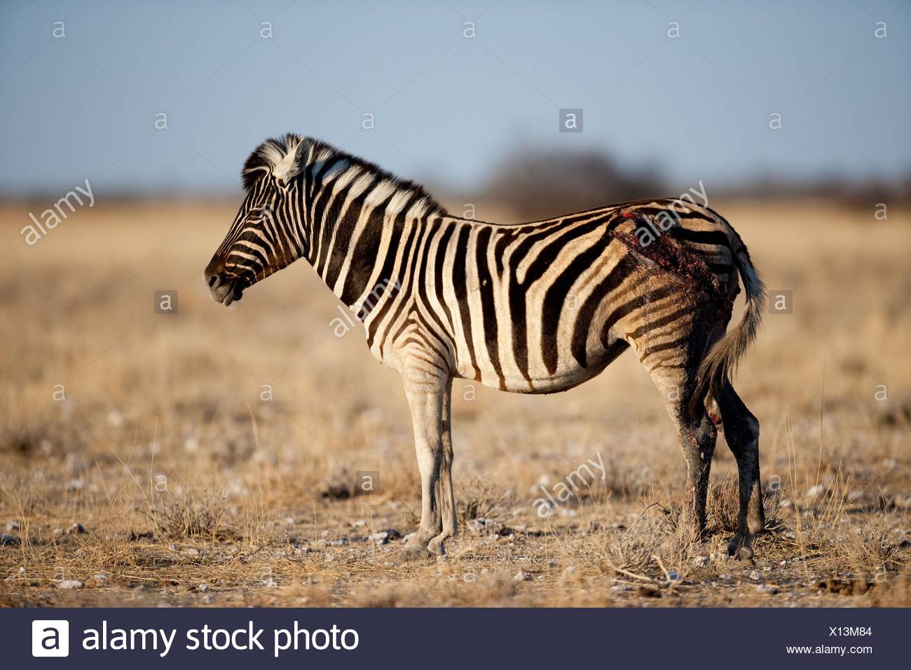 Hurt Animals High Resolution Stock Photography and Images - Alamy