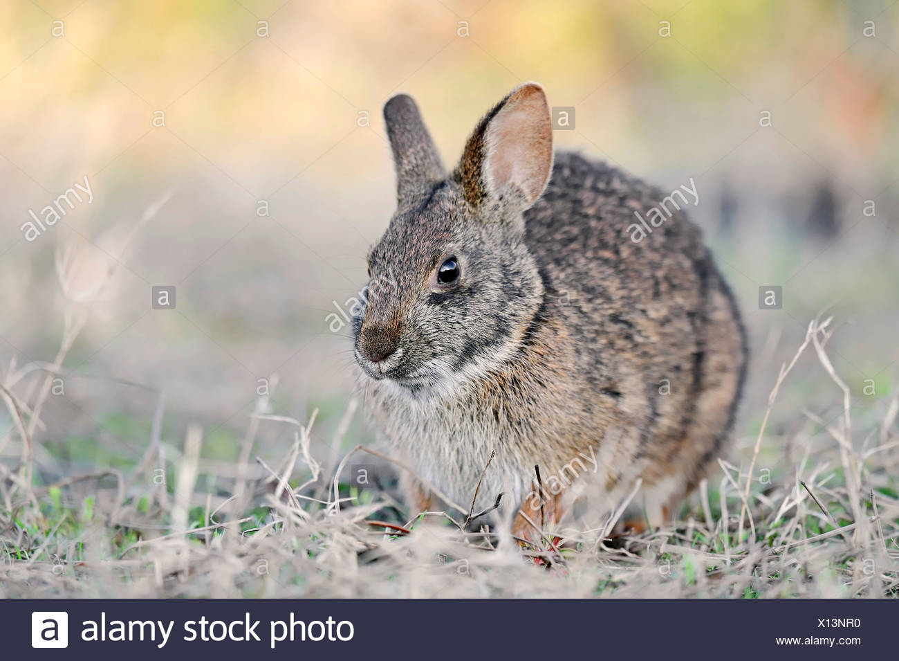 Marsh Rabbit Sylvilagus Palustris Paludicola High Resolution Stock ...