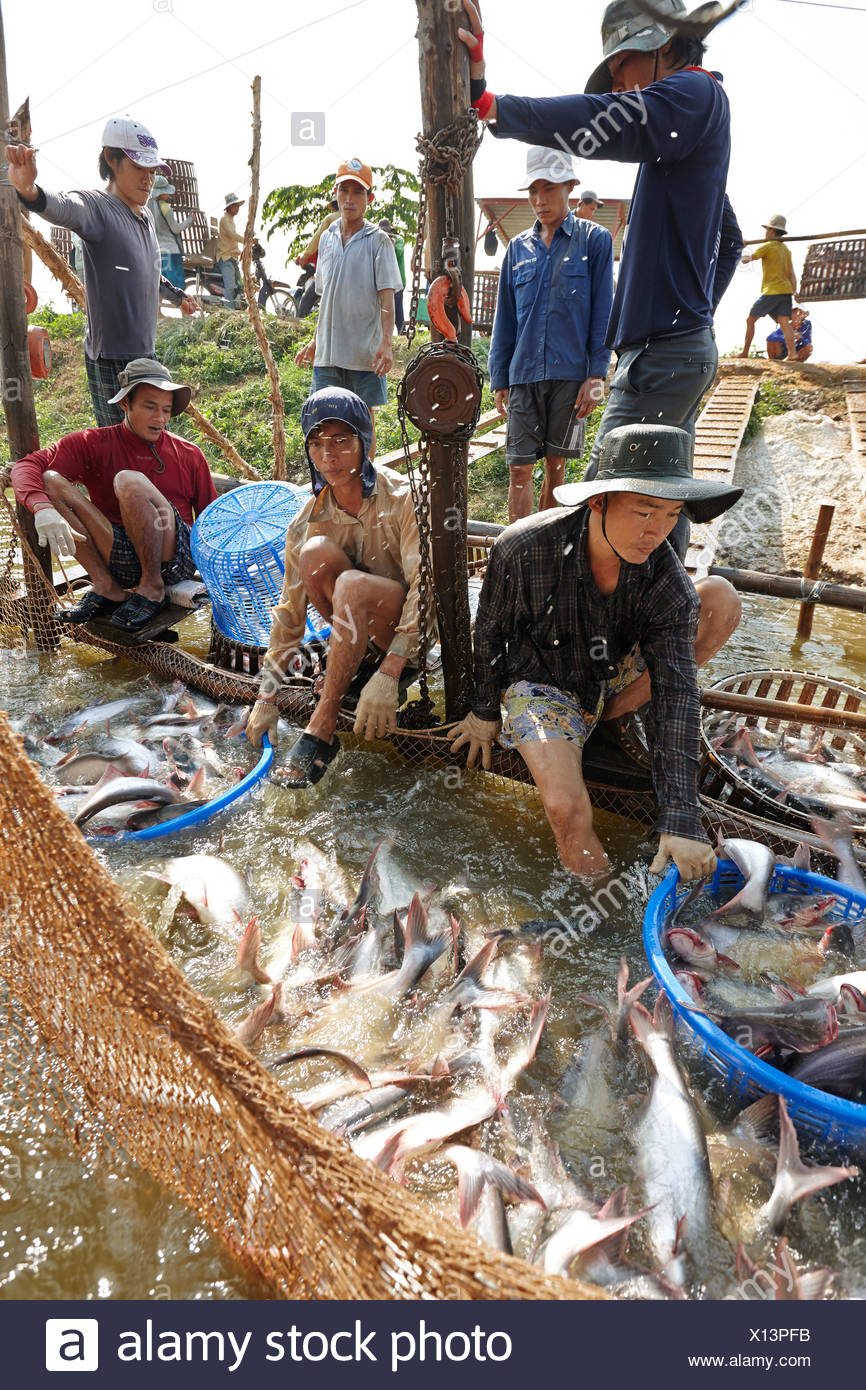 Human Breeding Stock Photos & Human Breeding Stock Images - Alamy