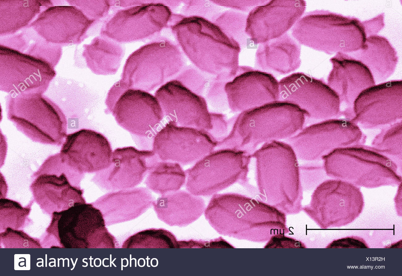 Horizontal Weapons High Resolution Stock Photography and Images - Alamy