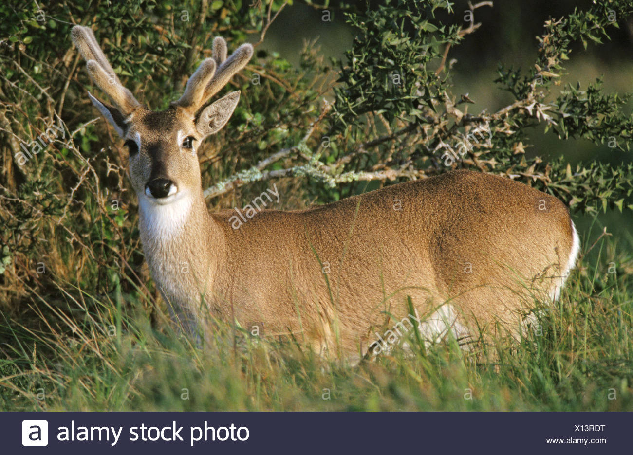 Pampas Deer High Resolution Stock Photography and Images - Alamy