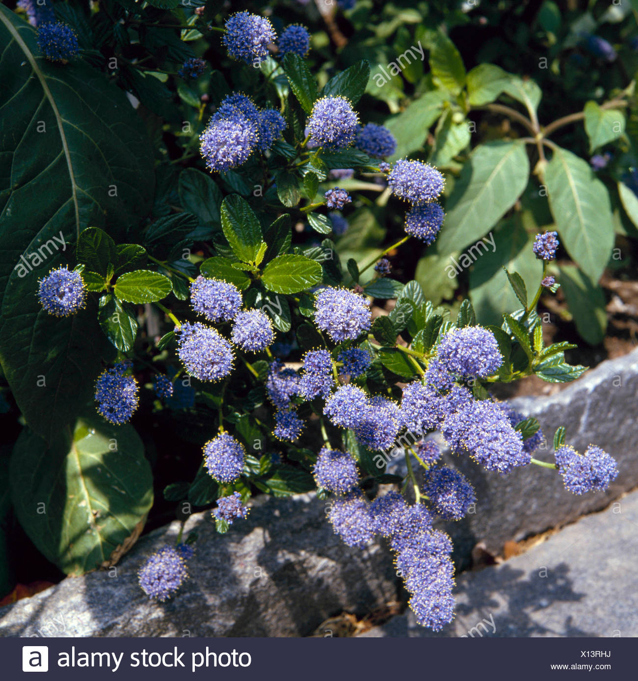 Ceanothus Blue High Resolution Stock Photography and Images - Alamy