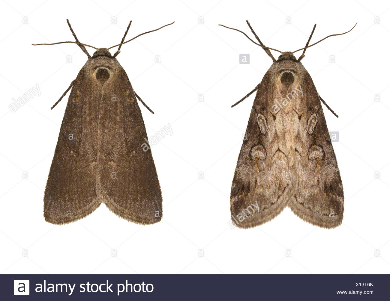 Anomalous High Resolution Stock Photography and Images - Alamy