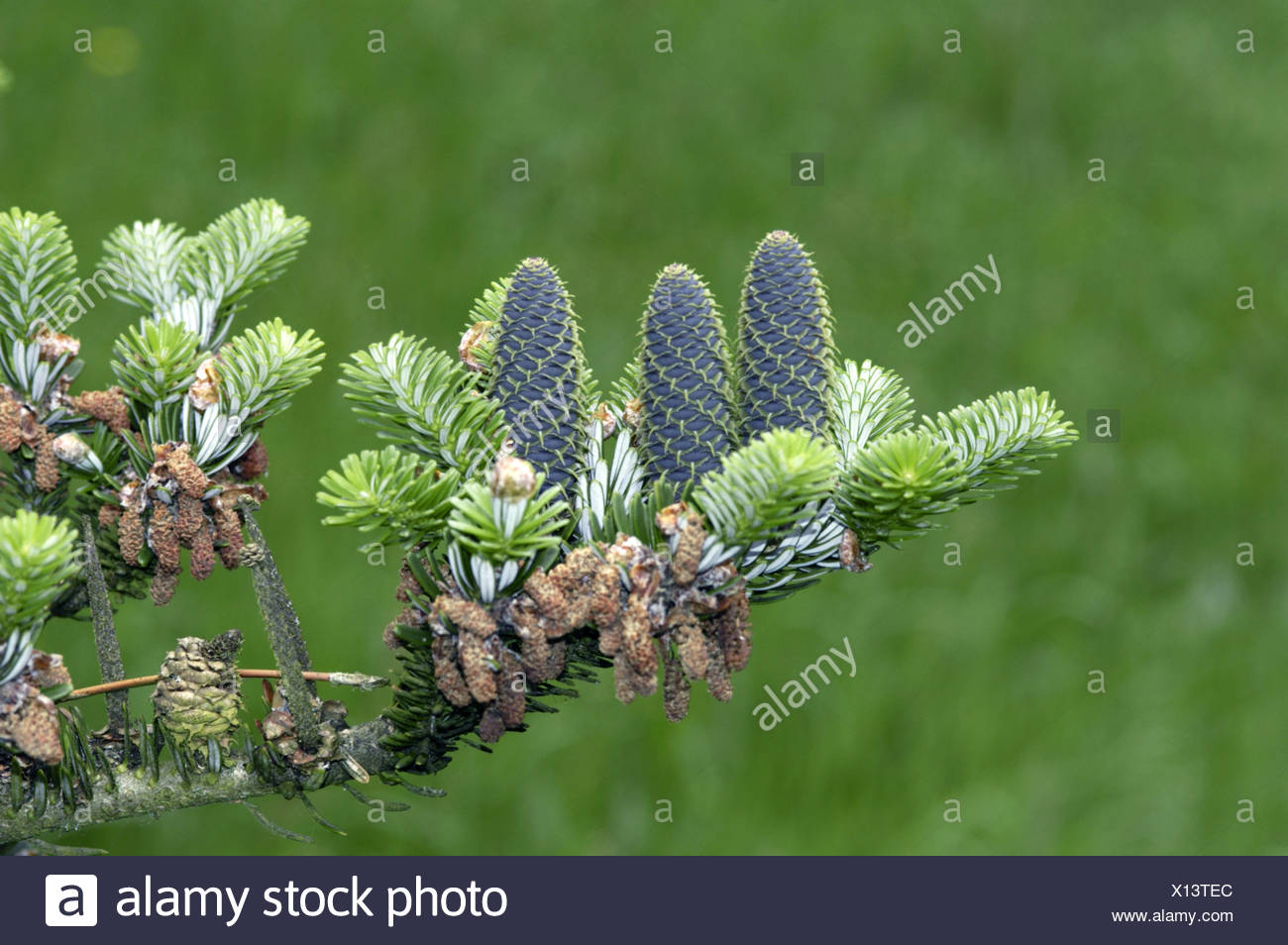 Korea Fir High Resolution Stock Photography and Images - Alamy