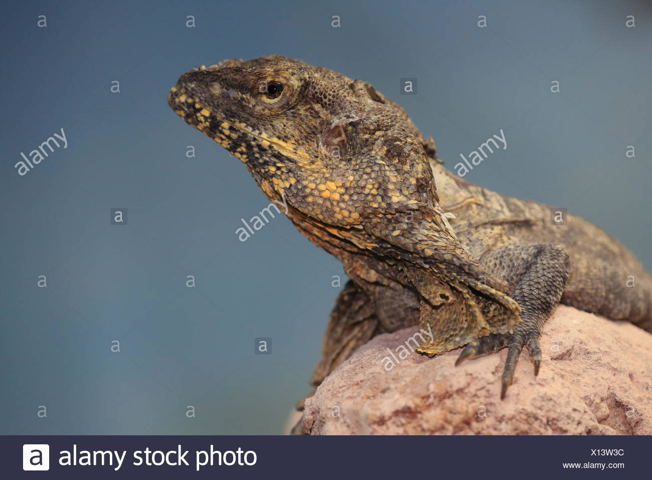 Chlamydosaurus Kingli High Resolution Stock Photography and Images - Alamy