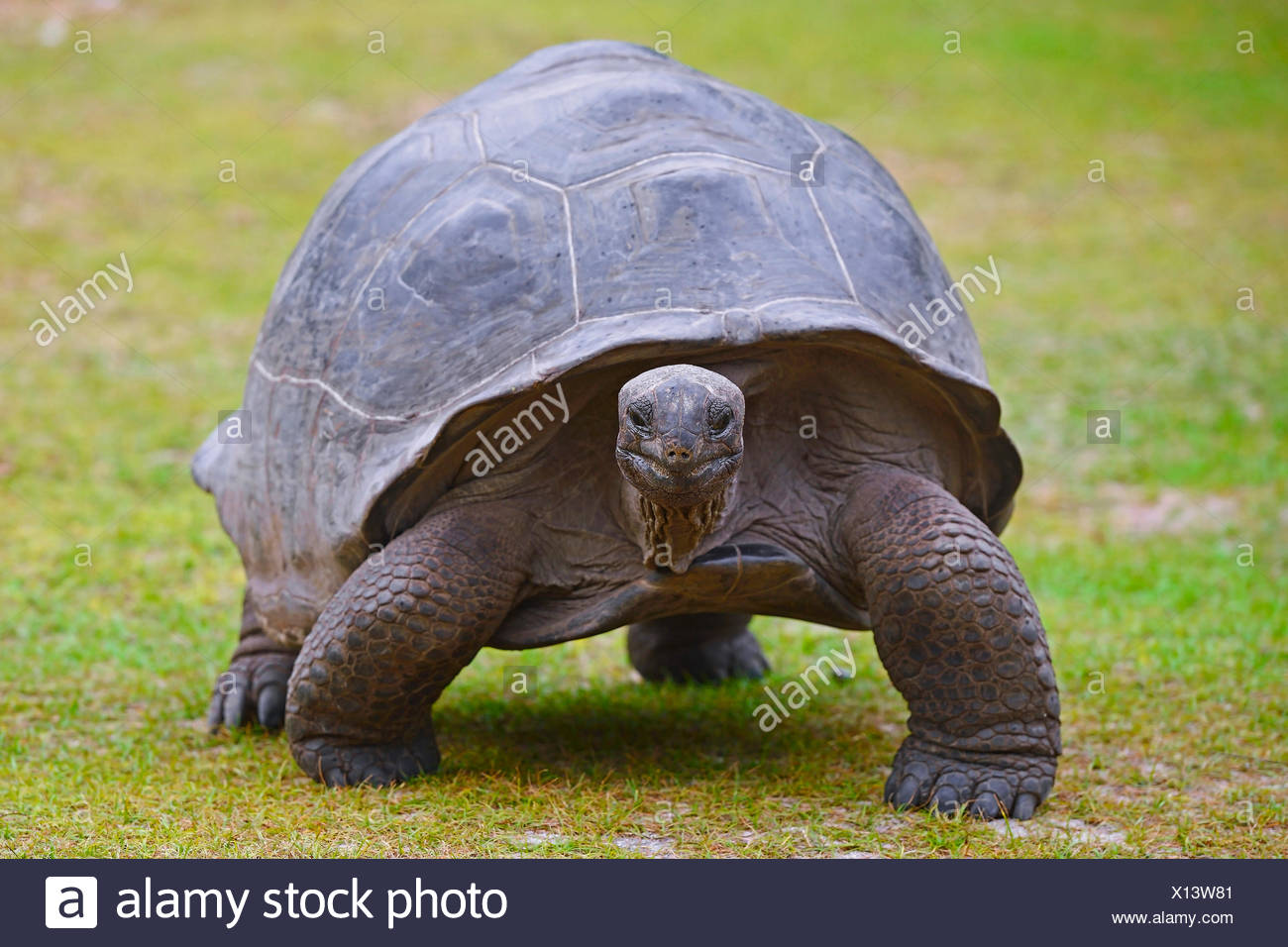 Megalochelys Gigantea Stock Photos & Megalochelys Gigantea Stock Images ...