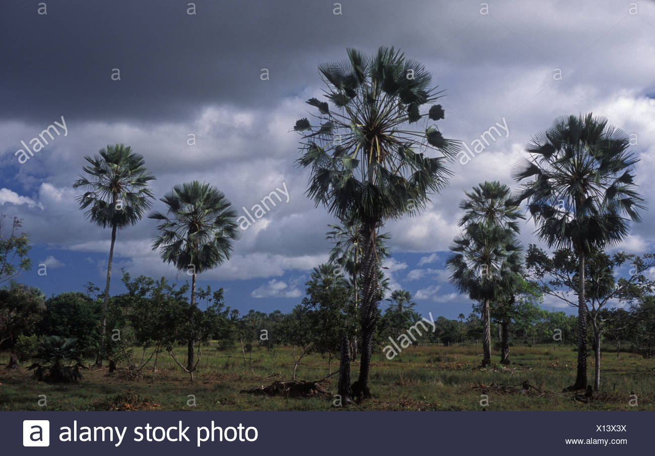 Carnauba Tree High Resolution Stock Photography and Images - Alamy