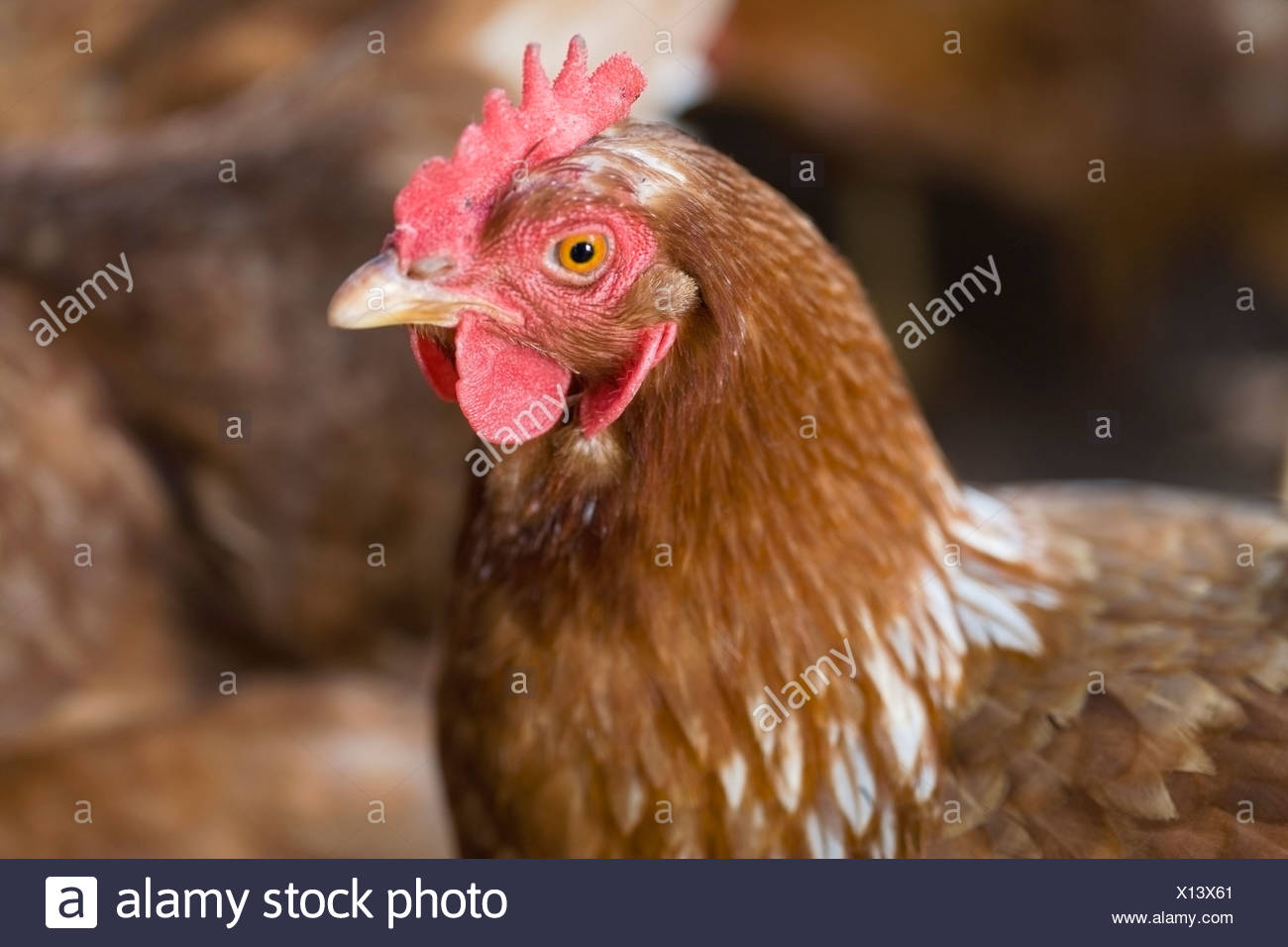 Chickens Head Close Up High Resolution Stock Photography and Images - Alamy