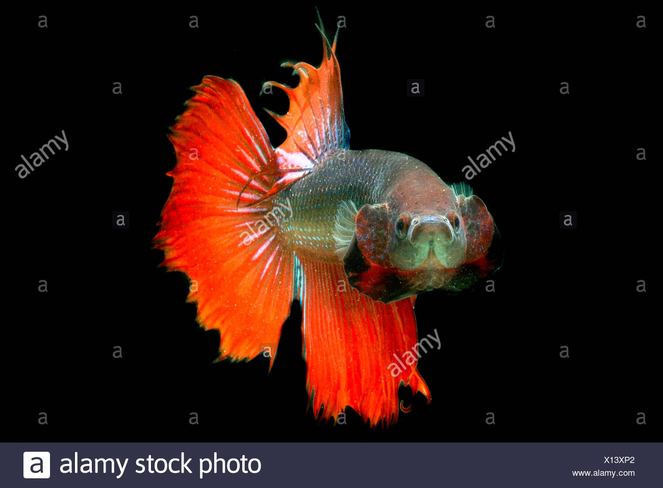 Beta Fish High Resolution Stock Photography and Images - Alamy