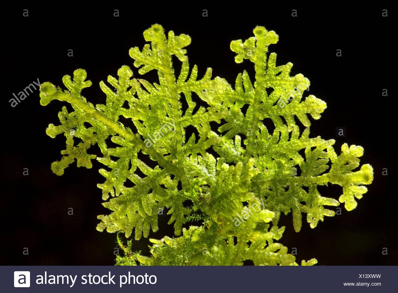 Jungermanniales Stock Photos & Jungermanniales Stock Images - Alamy