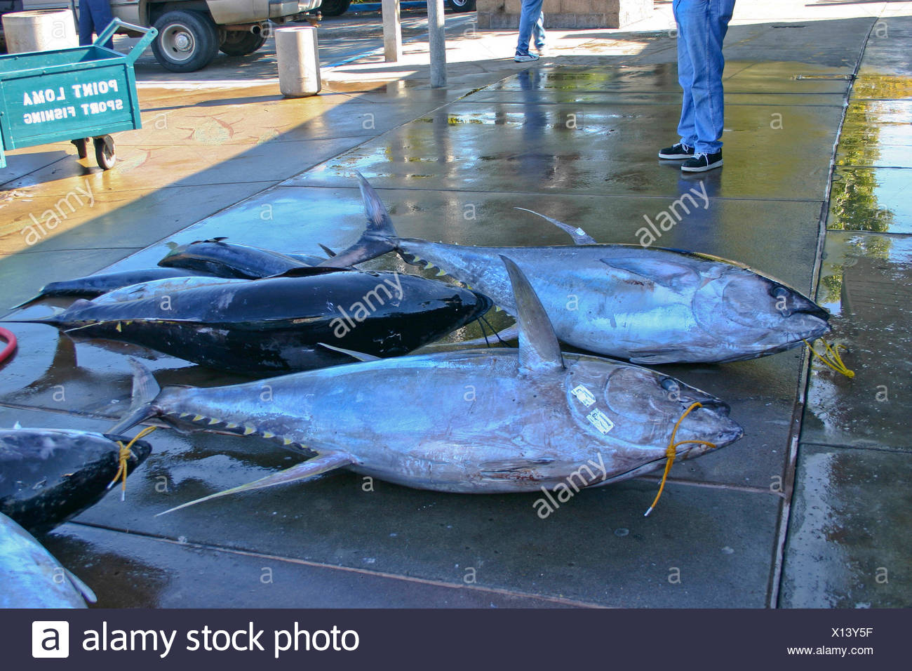Yellow Fin Tunas High Resolution Stock Photography and Images - Alamy