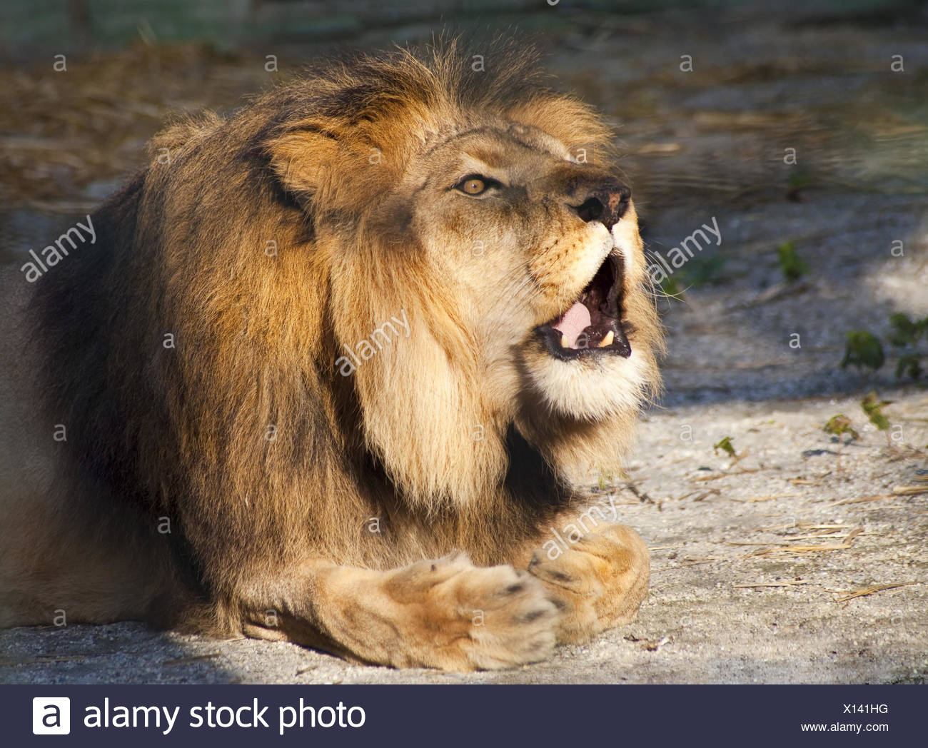 Lion Roaring Mane Stock Photos & Lion Roaring Mane Stock Images - Alamy