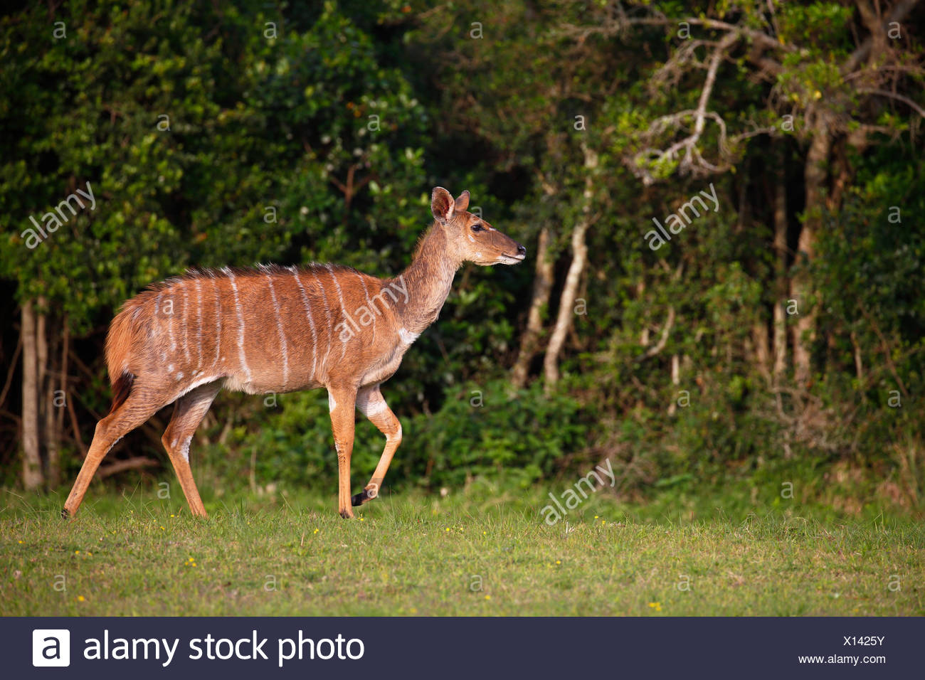 Female Nyala Inyala Tragelaphus Angasii High Resolution Stock ...