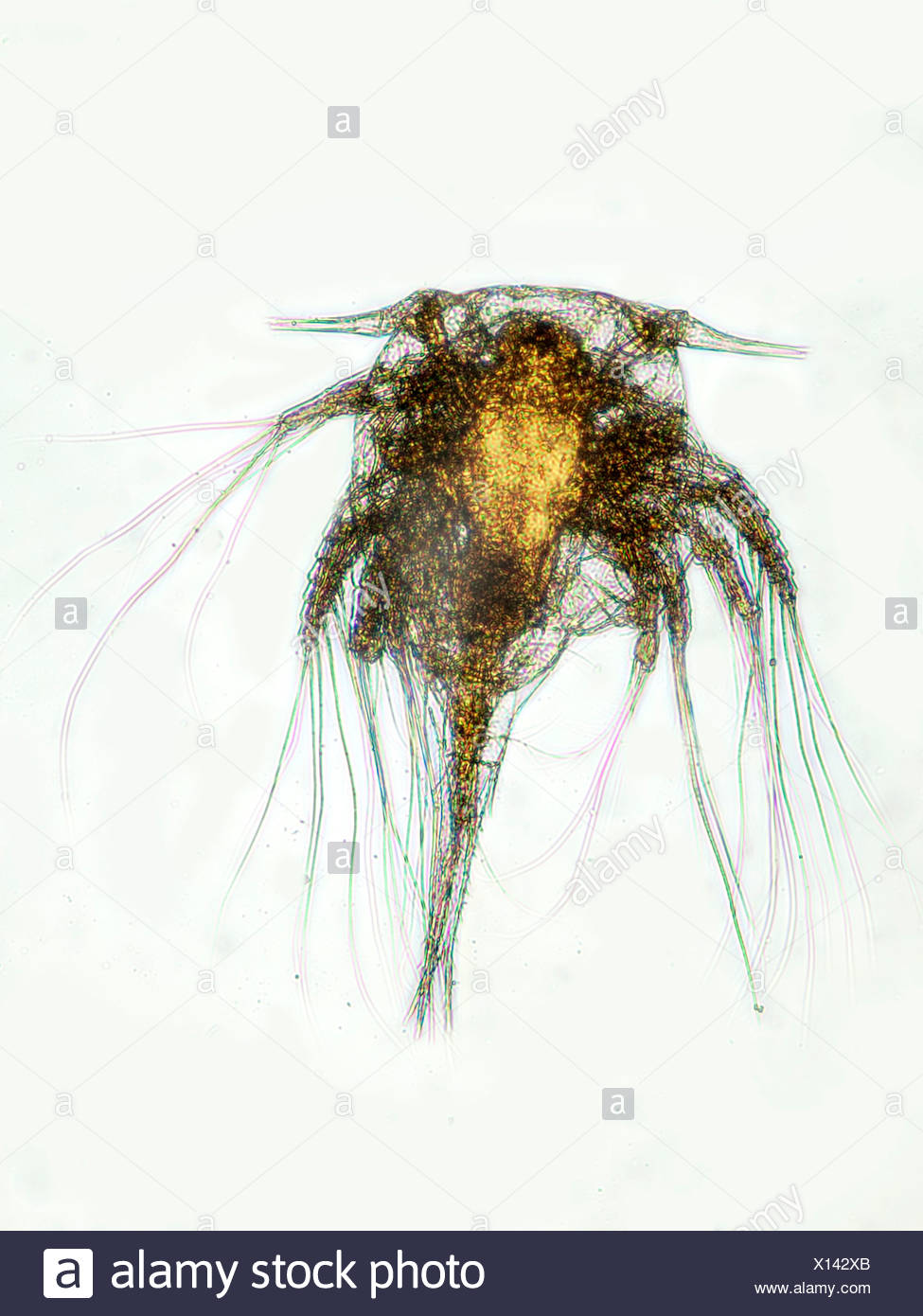 Nauplius Larvae High Resolution Stock Photography and Images - Alamy