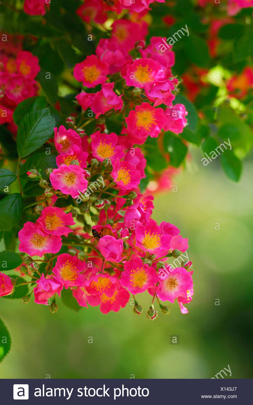 Climbing Rose High Resolution Stock Photography and Images - Alamy