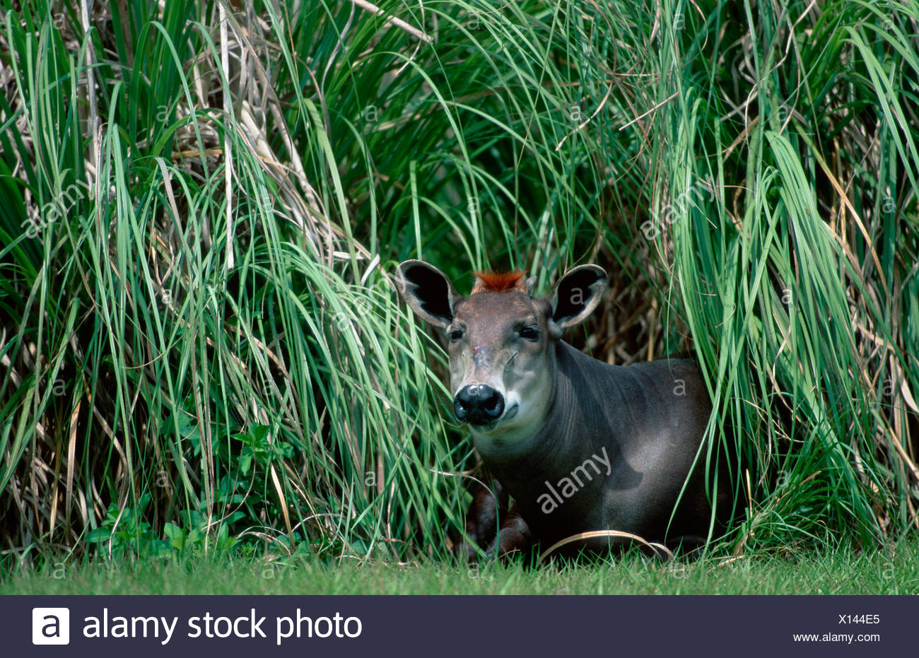 Duiker Much Stock Photos & Duiker Much Stock Images - Alamy