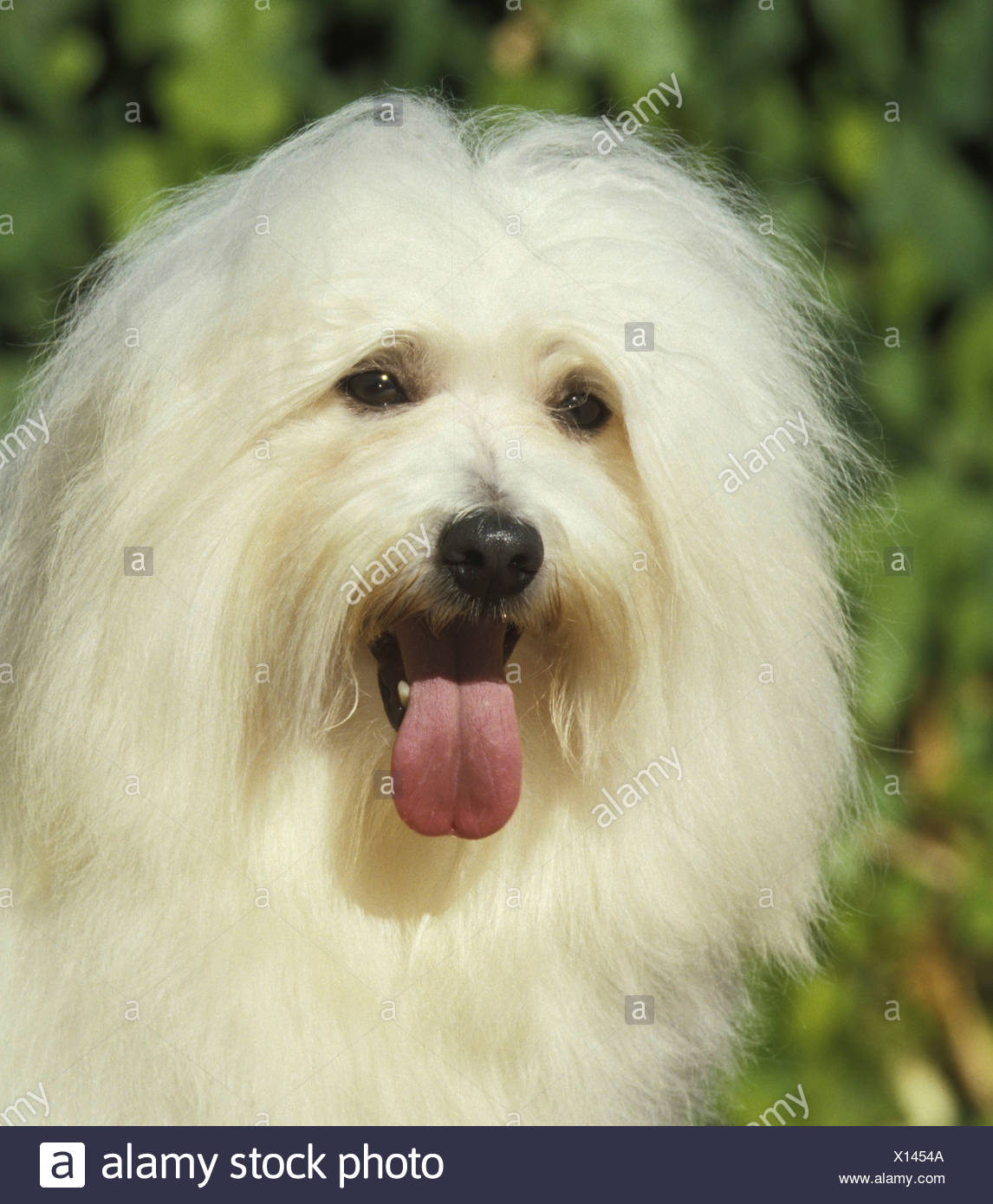 Havanese Dog Stock Photos & Havanese Dog Stock Images - Alamy