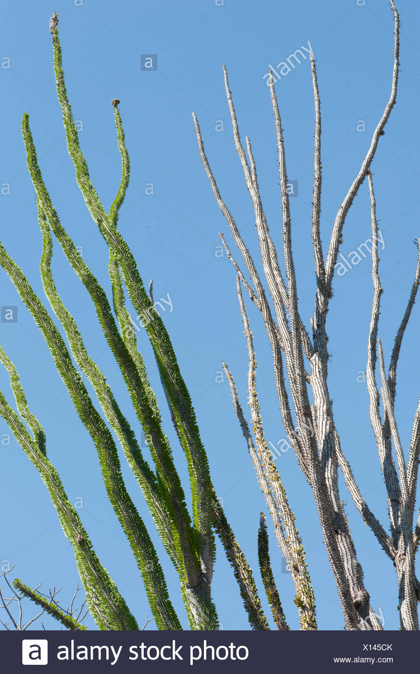Octopus Tree Madagascar High Resolution Stock Photography and Images ...