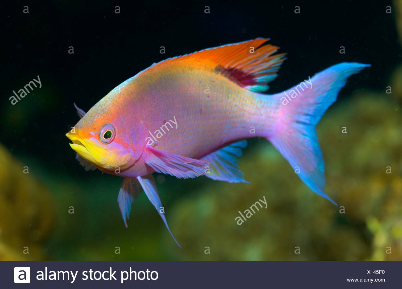 Pseudanthias Tuka High Resolution Stock Photography and Images - Alamy
