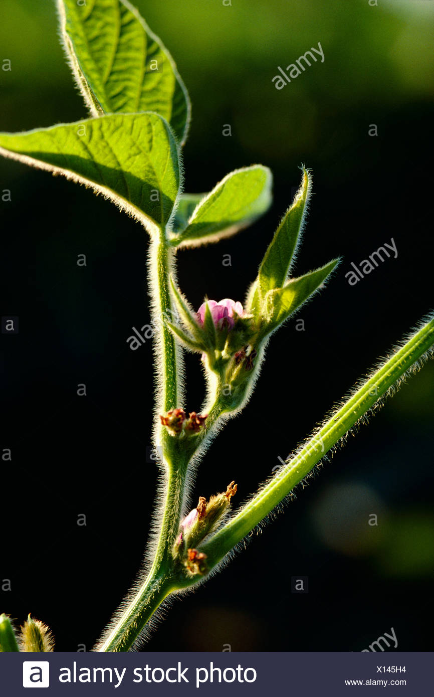 Soybean Flower Stock Photos & Soybean Flower Stock Images - Alamy