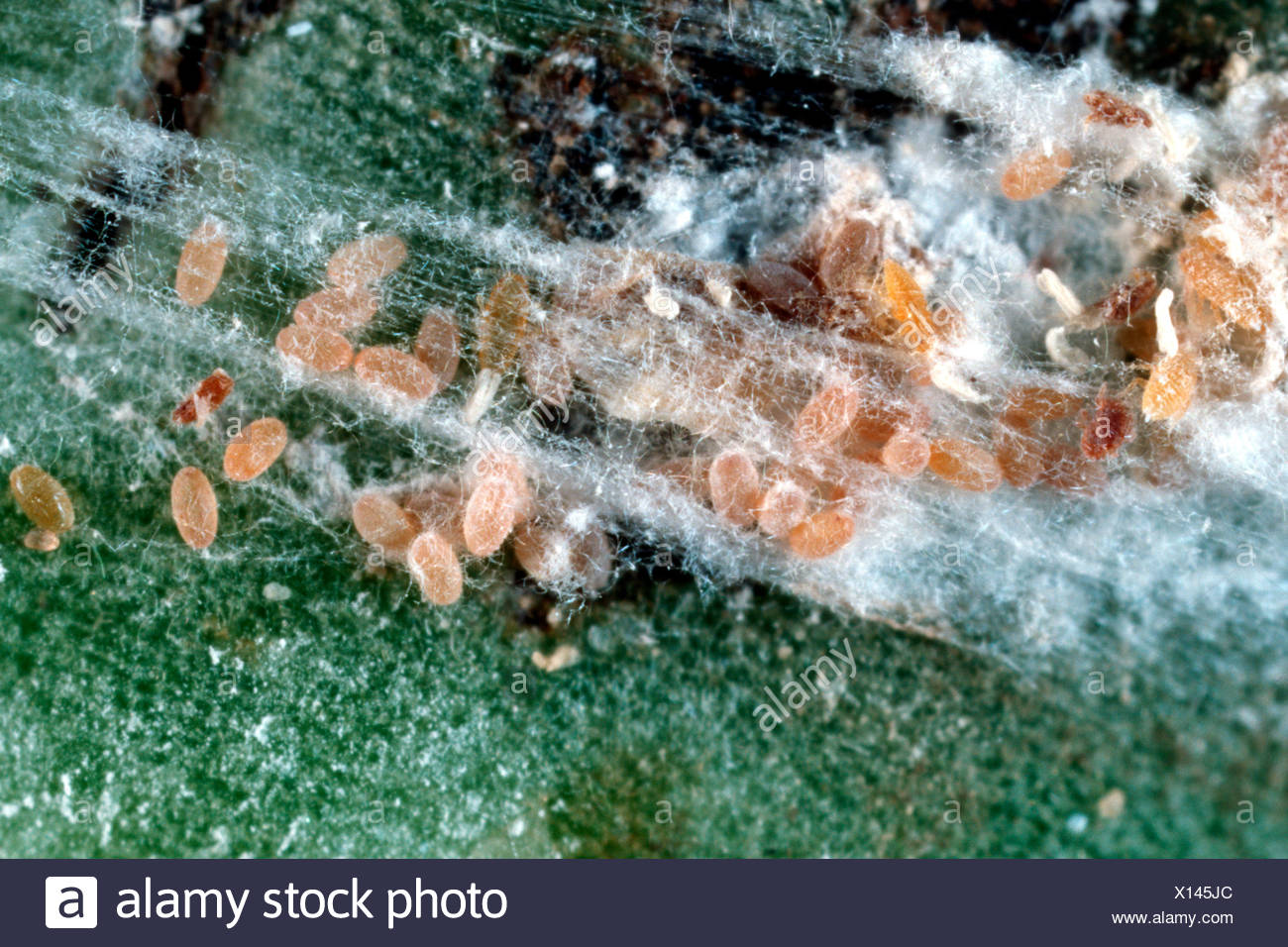 Mealybug Pseudococcus Spec High Resolution Stock Photography and Images ...
