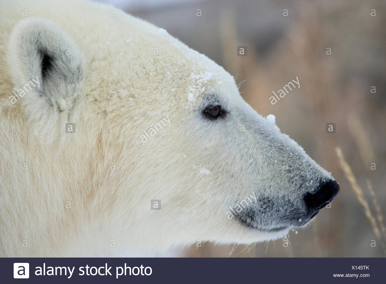 Polar Bear Ursus Maritimus Profile Stock Photos & Polar Bear Ursus ...