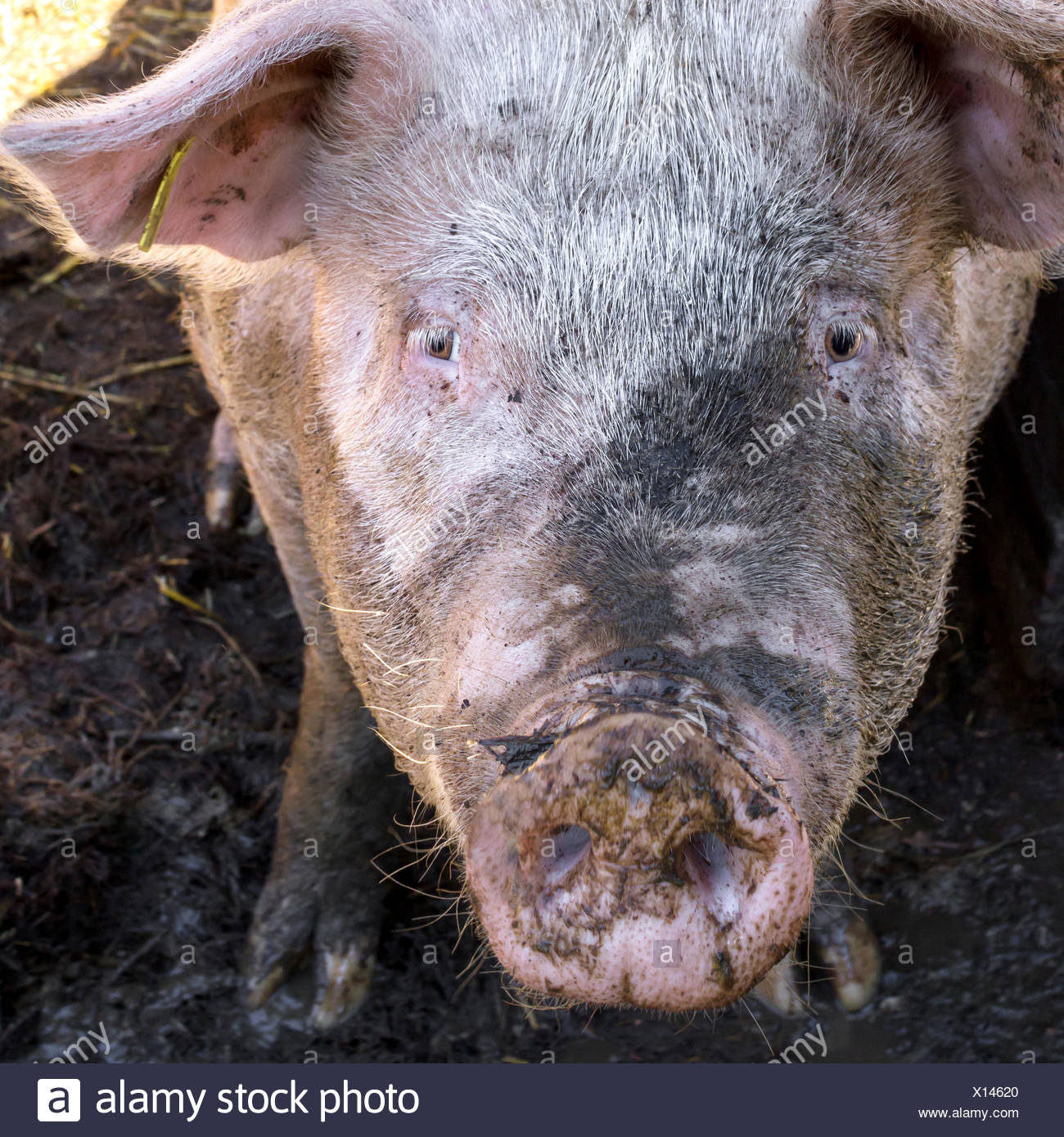 Pig In Sty High Resolution Stock Photography and Images - Alamy