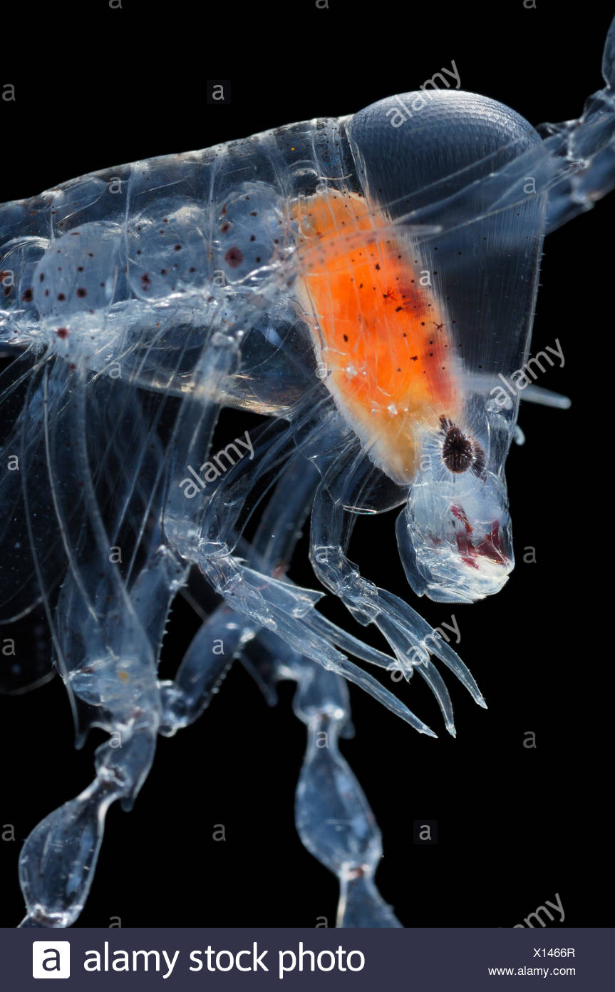 Phronima Sp High Resolution Stock Photography and Images - Alamy