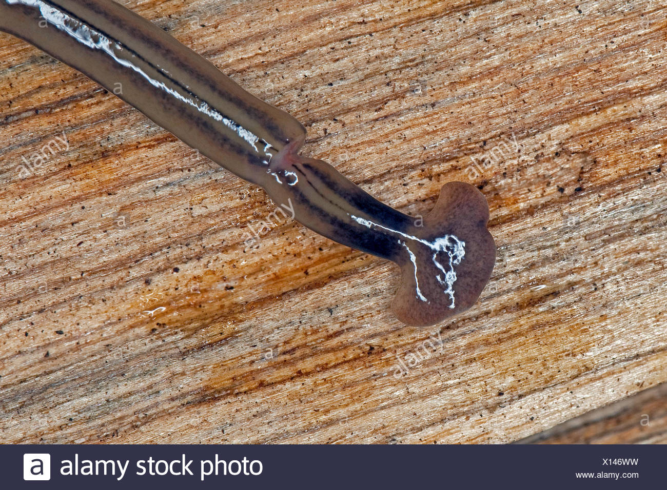 Planarian Worm High Resolution Stock Photography and Images - Alamy
