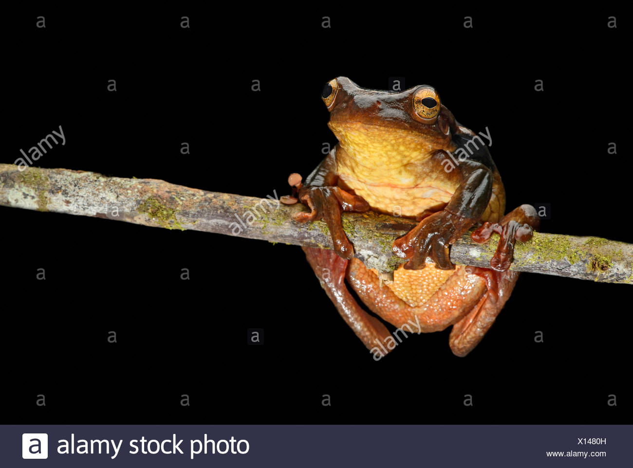 Golden Tree Frog High Resolution Stock Photography and Images - Alamy