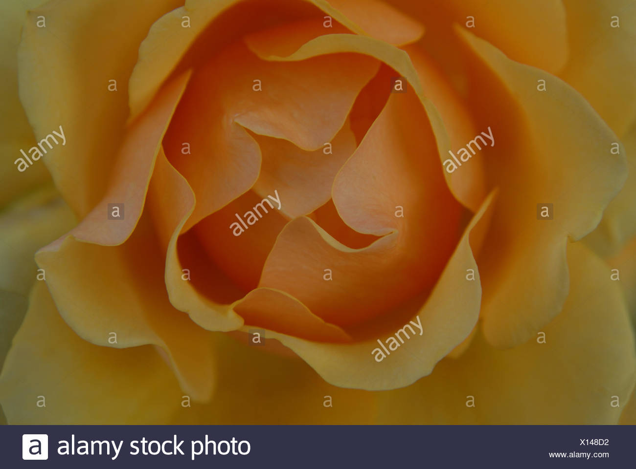 Amber Queen Rose High Resolution Stock Photography and Images - Alamy