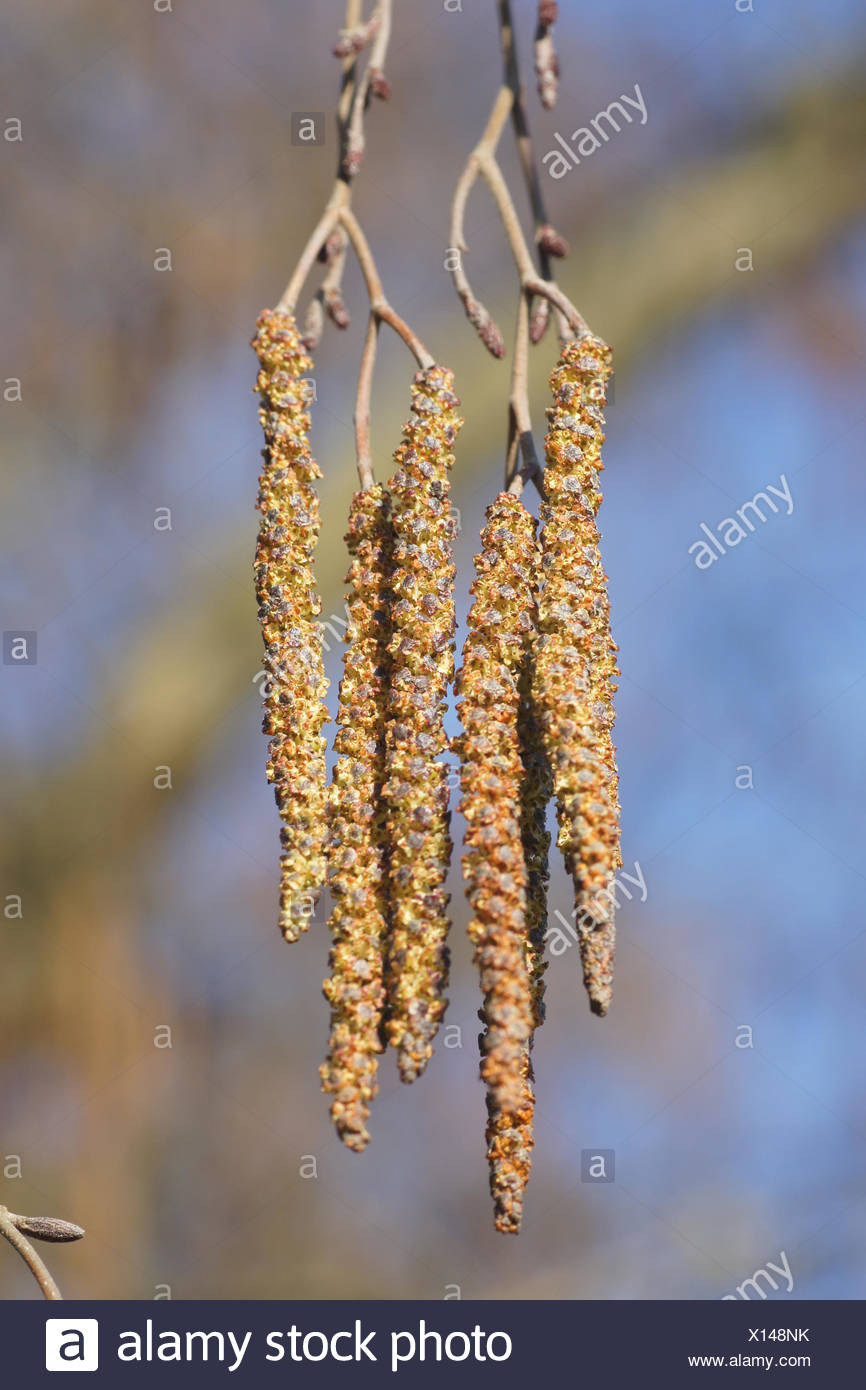 Grey Alder Tree High Resolution Stock Photography and Images - Alamy